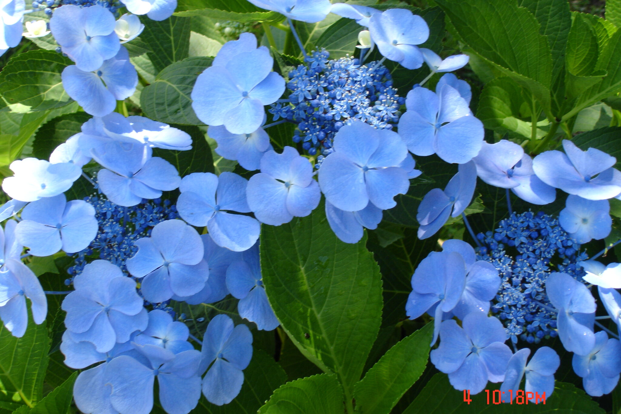 Hydrangea macrophylla 'Blauling'