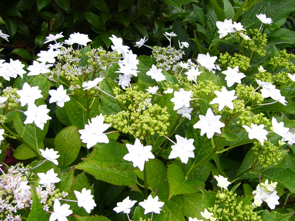 Hydrangea macrophylla 'Hanabi'