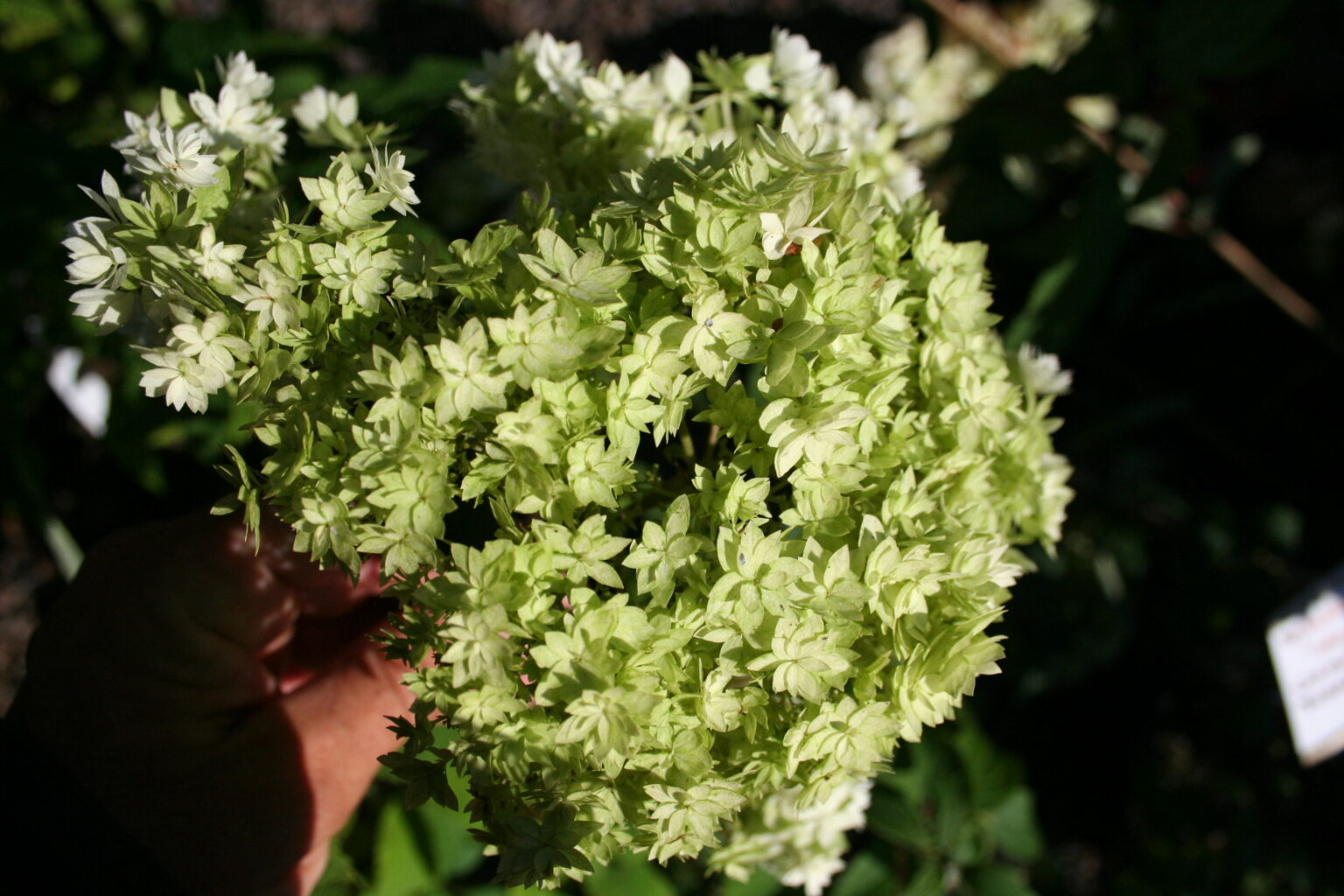 Hayes starburst - Hydrangea arborescent - Hortensias du Haut-Bois