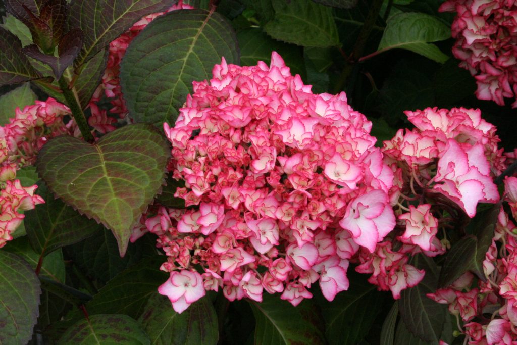 Hydrangea macrophylla 'Sabrina'