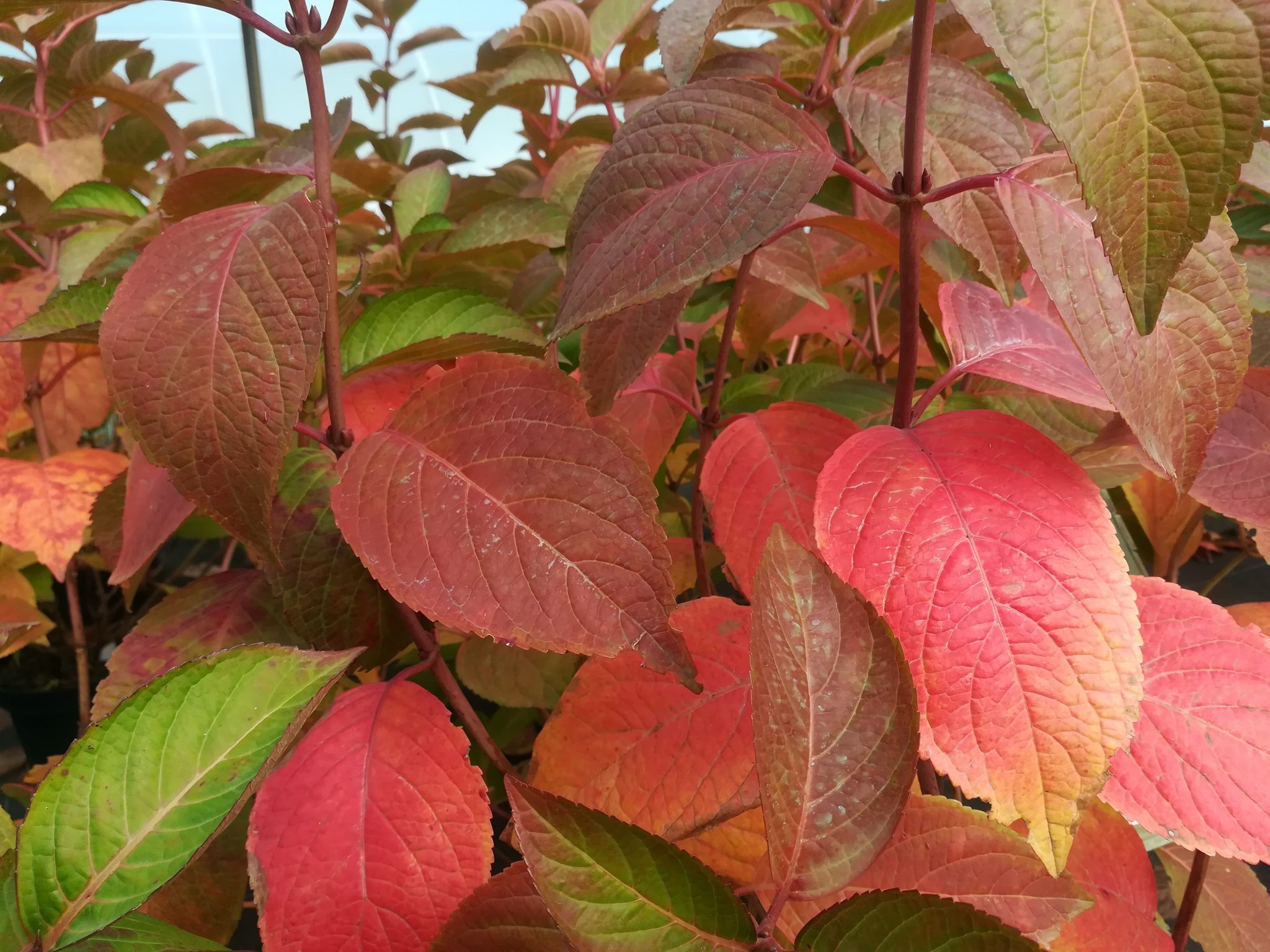 Hydrangea macrophylla 'Sandra'