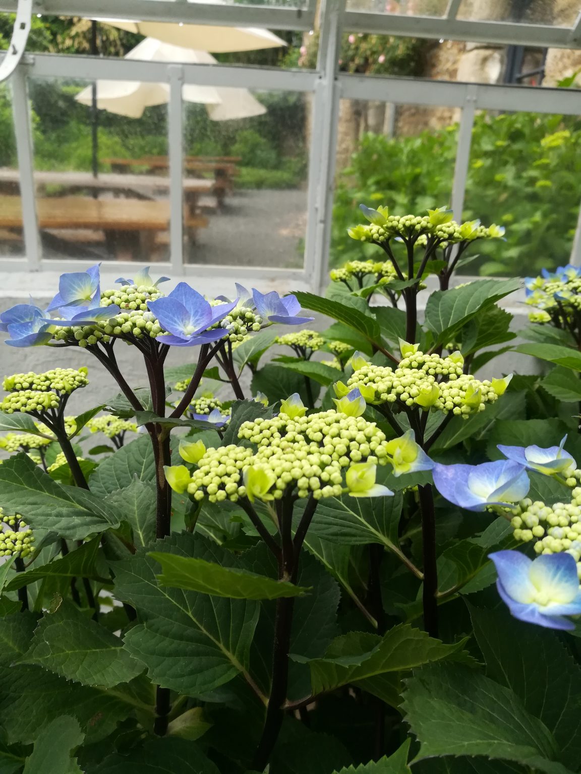 Hydrangea macrophylla 'Zorro'