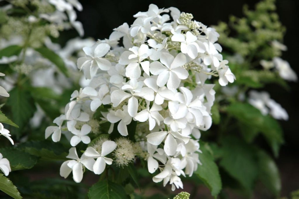 Hydrangea paniculata 'Levana'