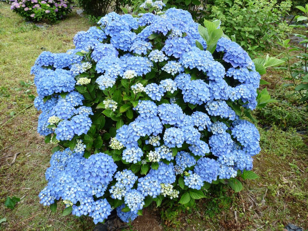 Hydrangea macrophylla 'Danube bleu'