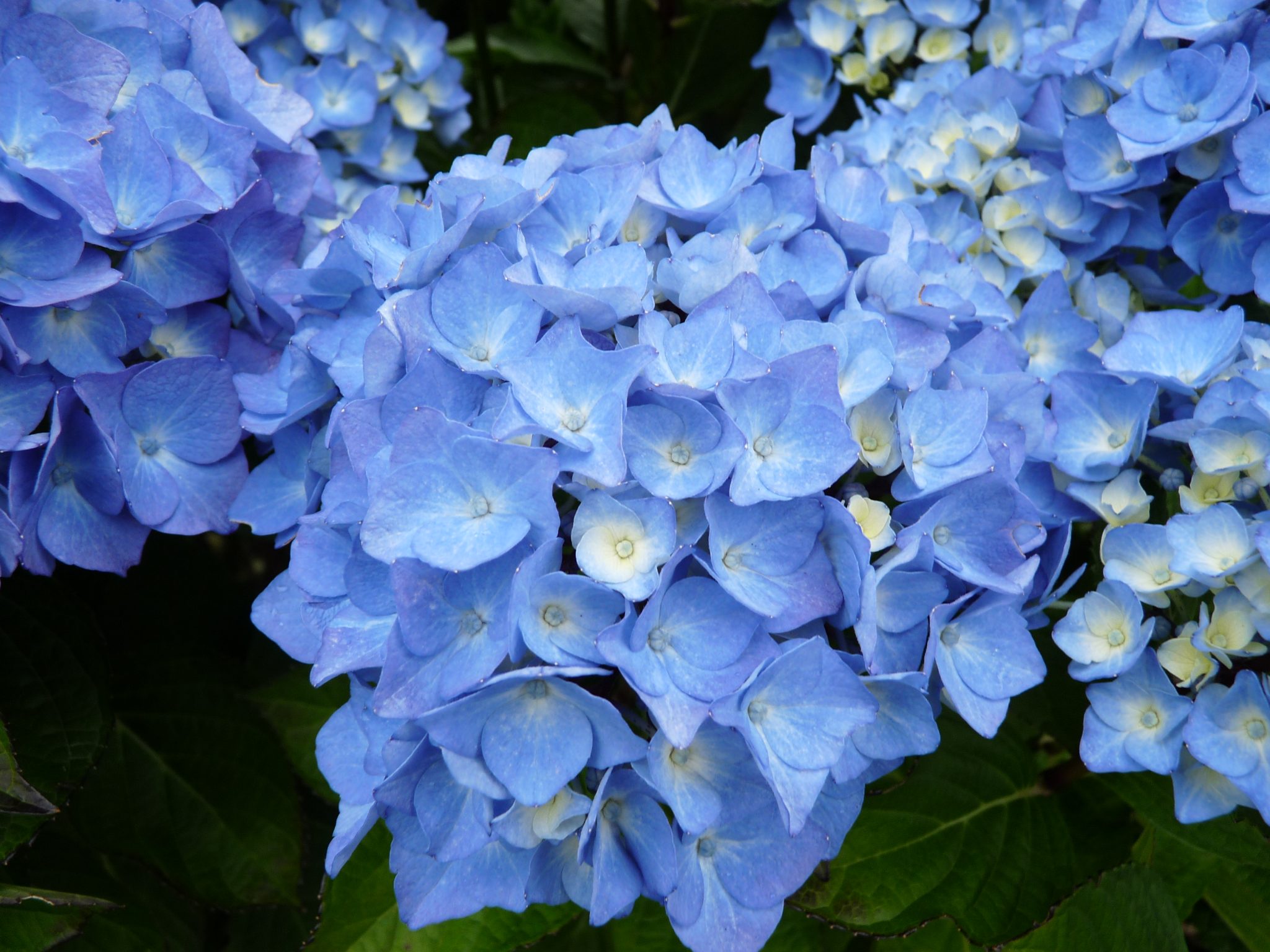 Hydrangea macrophylla 'Danube bleu'