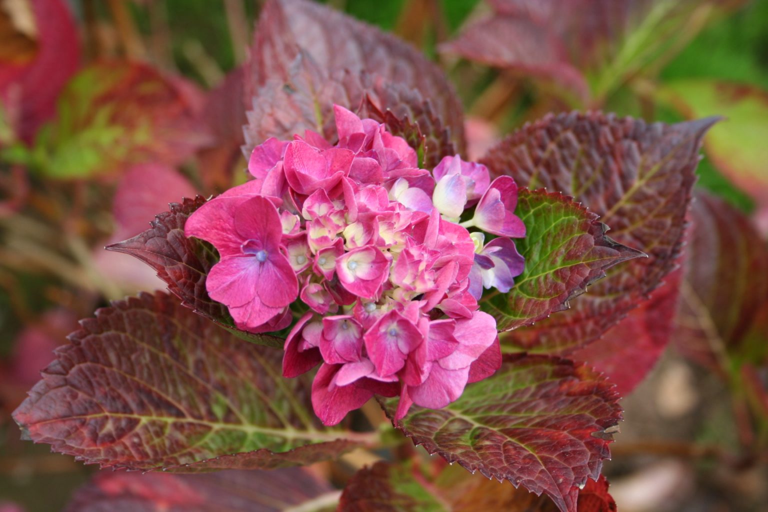 Alpenglühen - Hydrangea macrophylla (Fleurs rondes) - Hortensias du ...