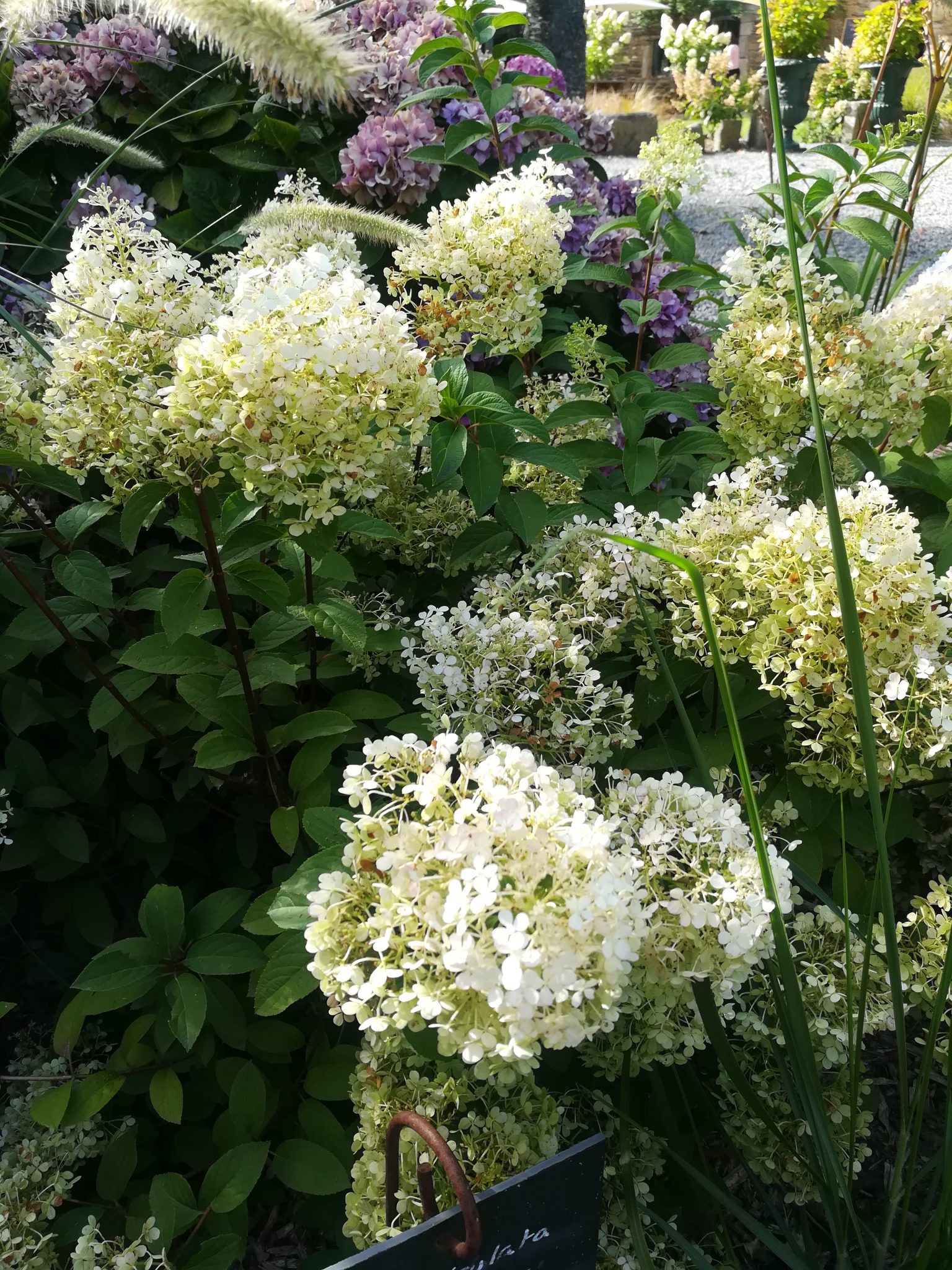 Bobo - Hydrangea paniculata - Hortensias du Haut-Bois