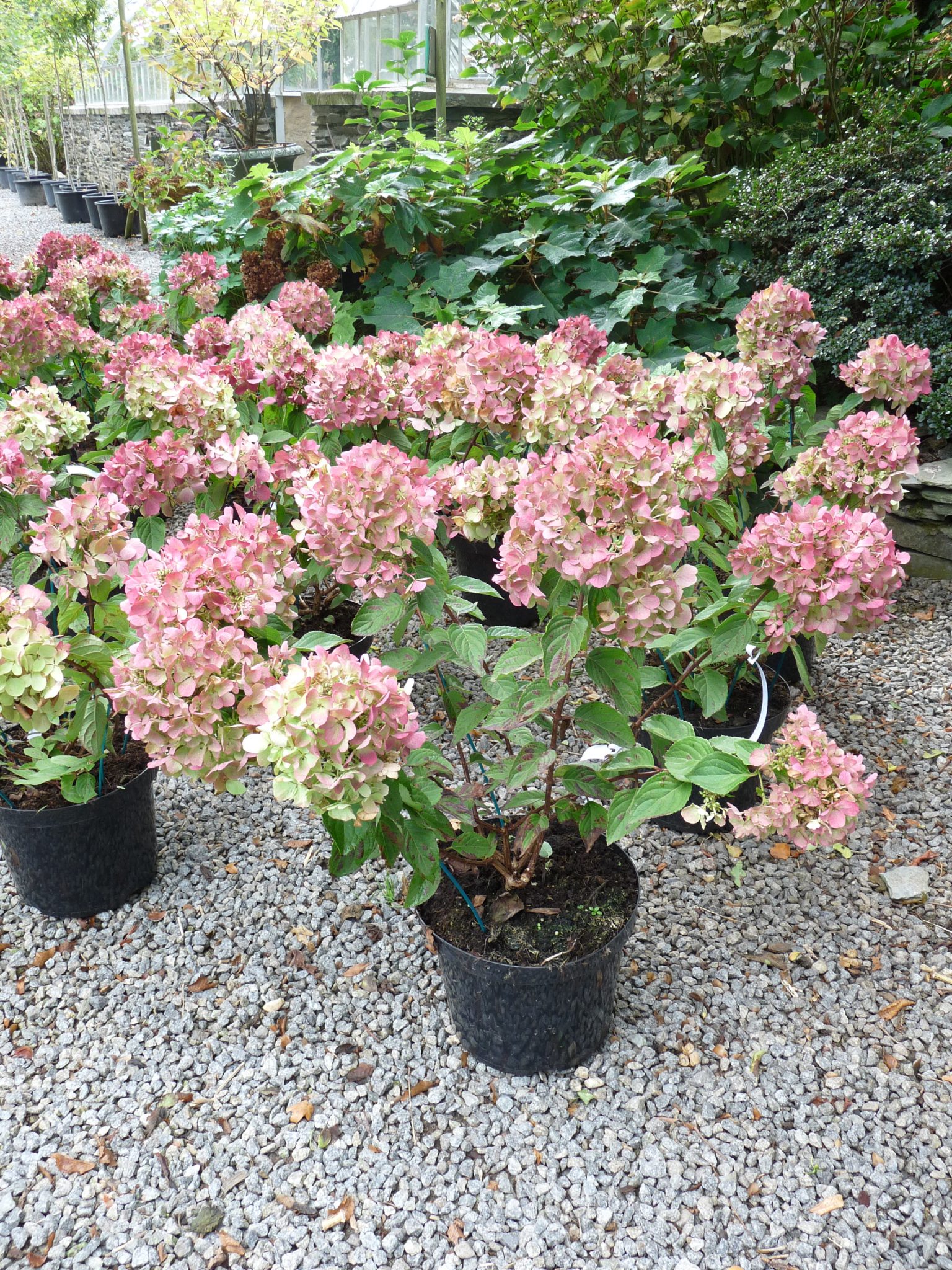 Hydrangea paniculata 'Diamand rouge'