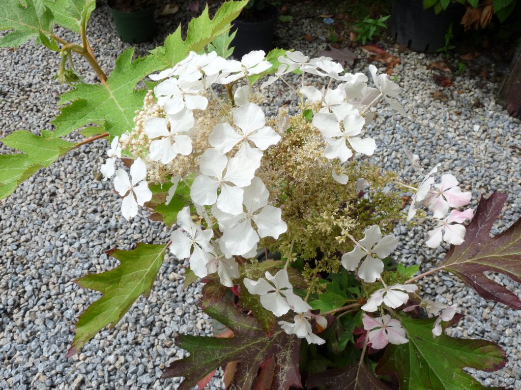 Hydrangea quercifolia 'Ice cristal'