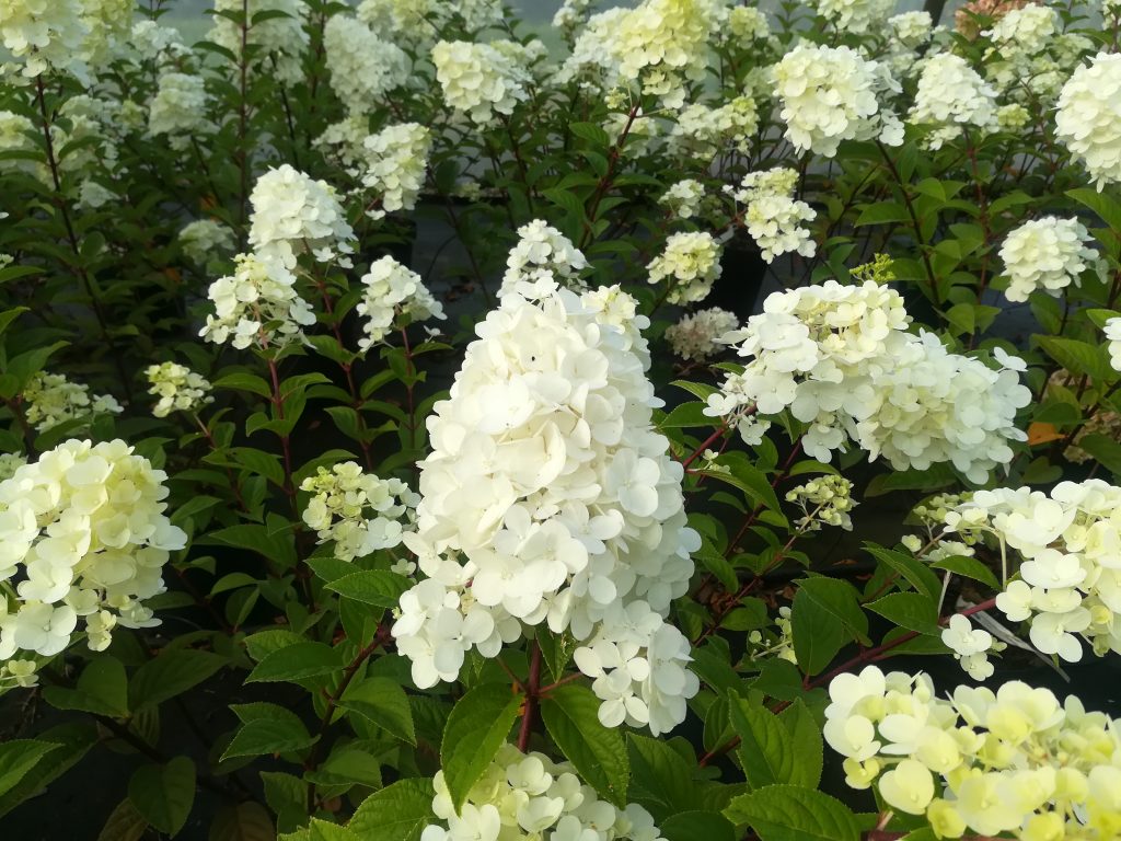 Hydrangea paniculata 'Sundae fraise'