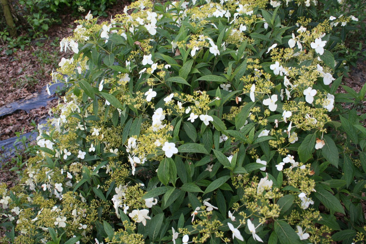 Hydrangea scandens 'Angustipetala'