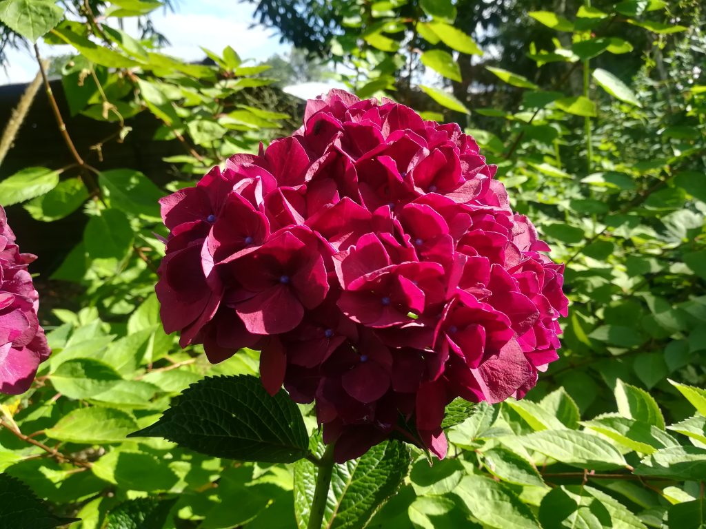 Hydrangea macrophylla 'Ruby red'