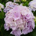 Hydrangea macrophylla 'Altona'