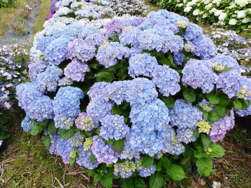 Altona - Hydrangea macrophylla (Fleurs rondes) - Hortensias du Haut-Bois