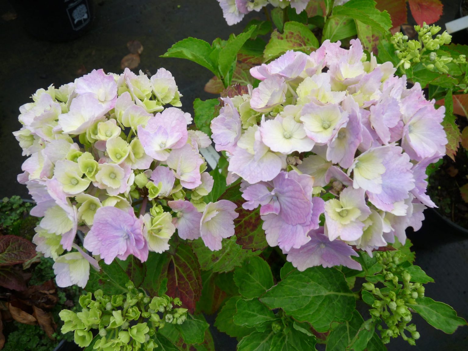 Hydrangea macrophylla 'Amethyst'