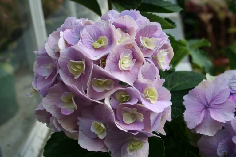 Hydrangea macrophylla 'Amethyst'