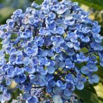 Hydrangea macrophylla 'Altona'
