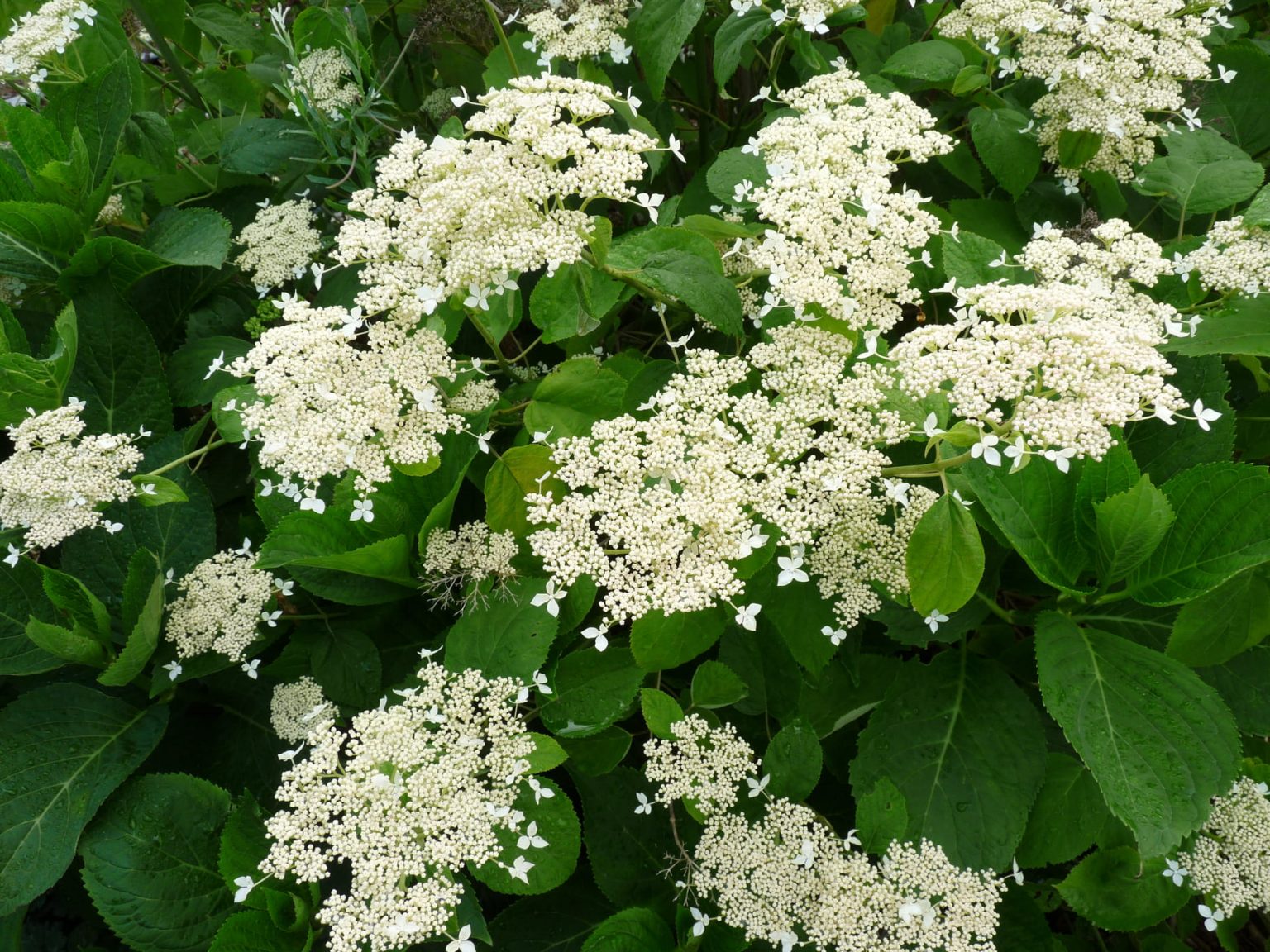Radiata - Hydrangea arborescent - Hortensias du Haut-Bois