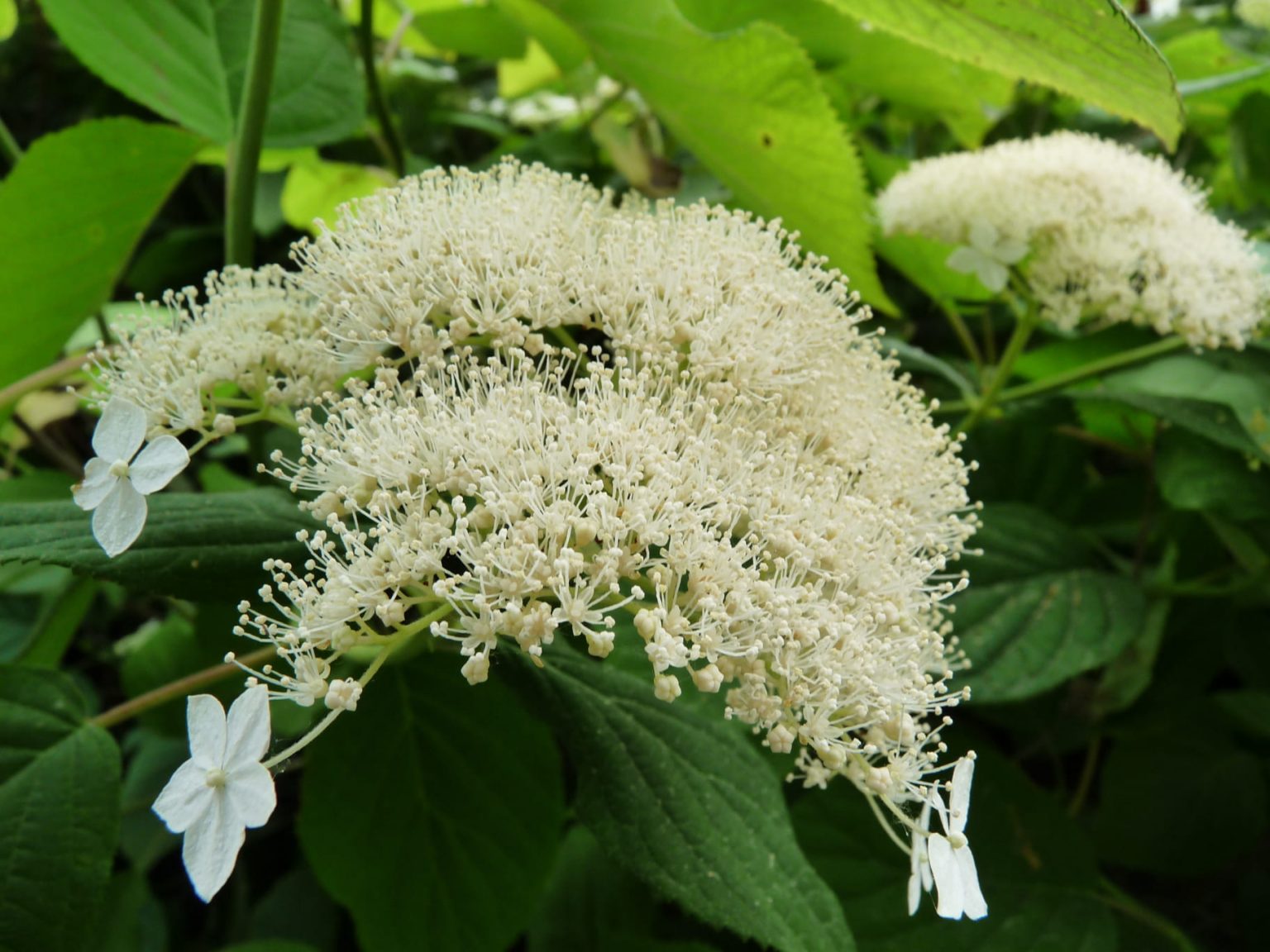 hydrangea arborescent 'Radiata'