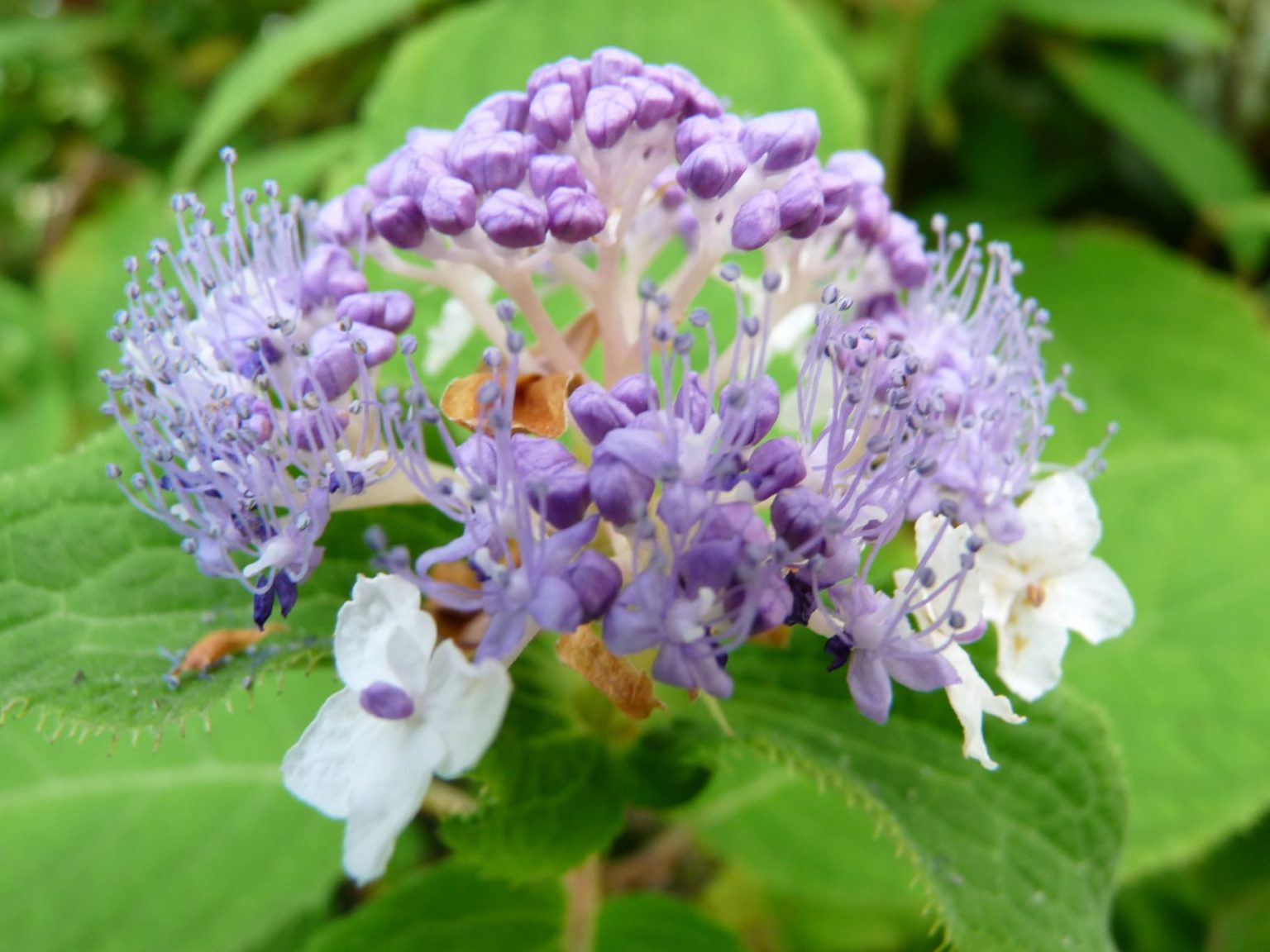 Hydrangea Involucrata