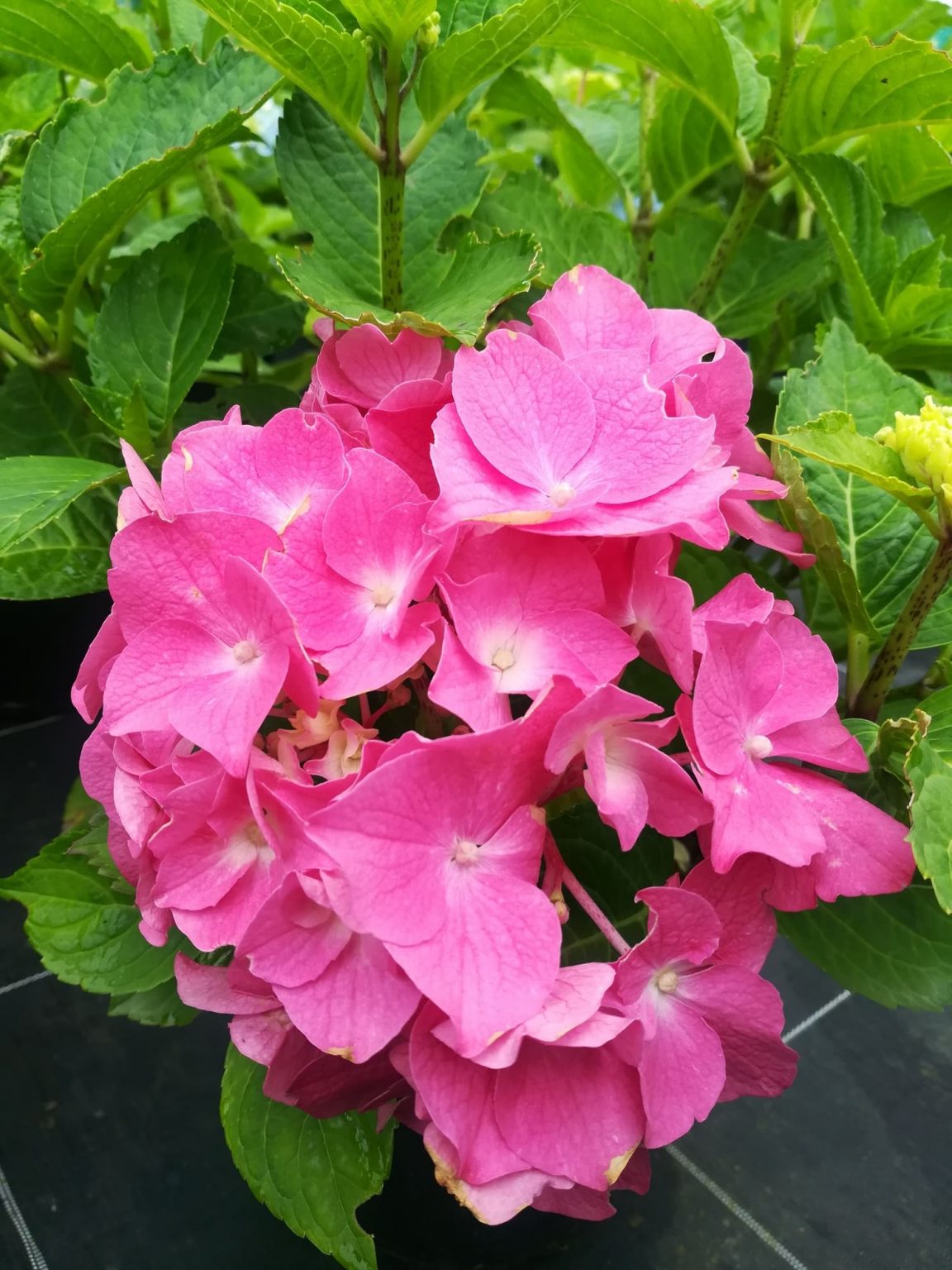 Alpenglühen - Hydrangea macrophylla (Fleurs rondes) - Hortensias du ...