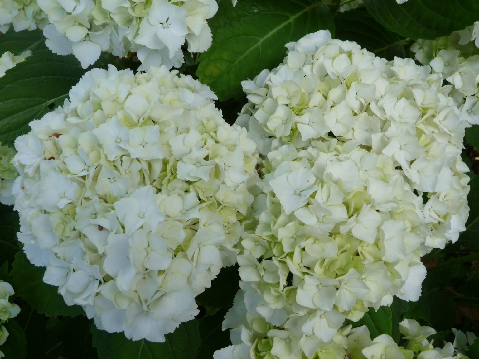 Hydrangea macrophylla 'Avé Maria'
