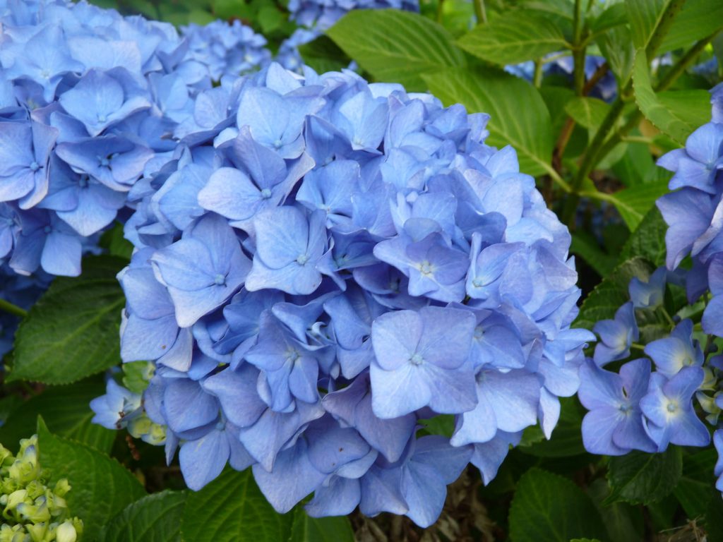 Hydrangea macrophylla 'Enziandom'