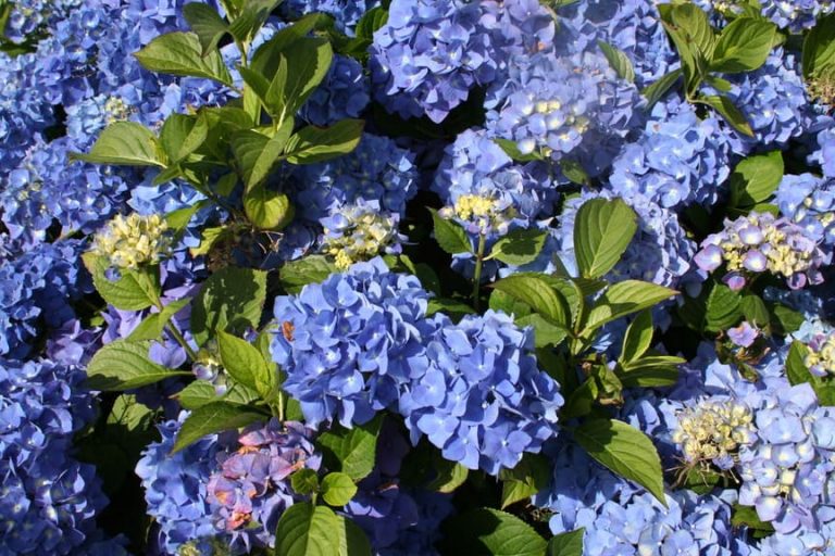 Hydrangea macrophylla 'Enziandom'