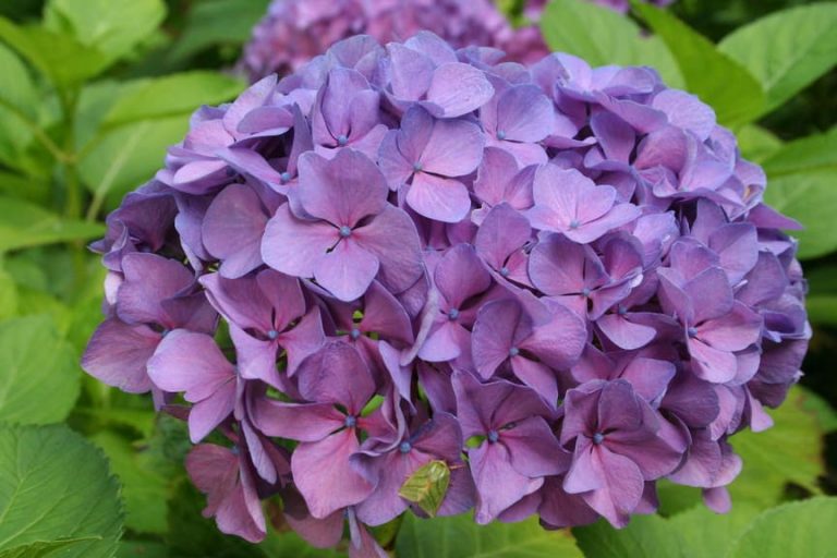 Hydrangea macrophylla 'Freudenstein'