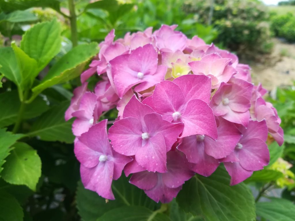 Heinrich Seidel - Hydrangea macrophylla (Fleurs rondes) - Hortensias du Haut-Bois