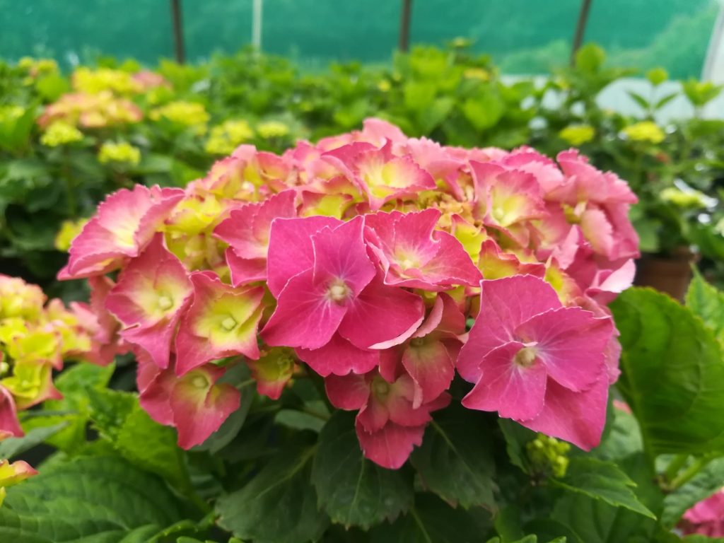 Heinrich Seidel - Hydrangea macrophylla (Fleurs rondes) - Hortensias du Haut-Bois