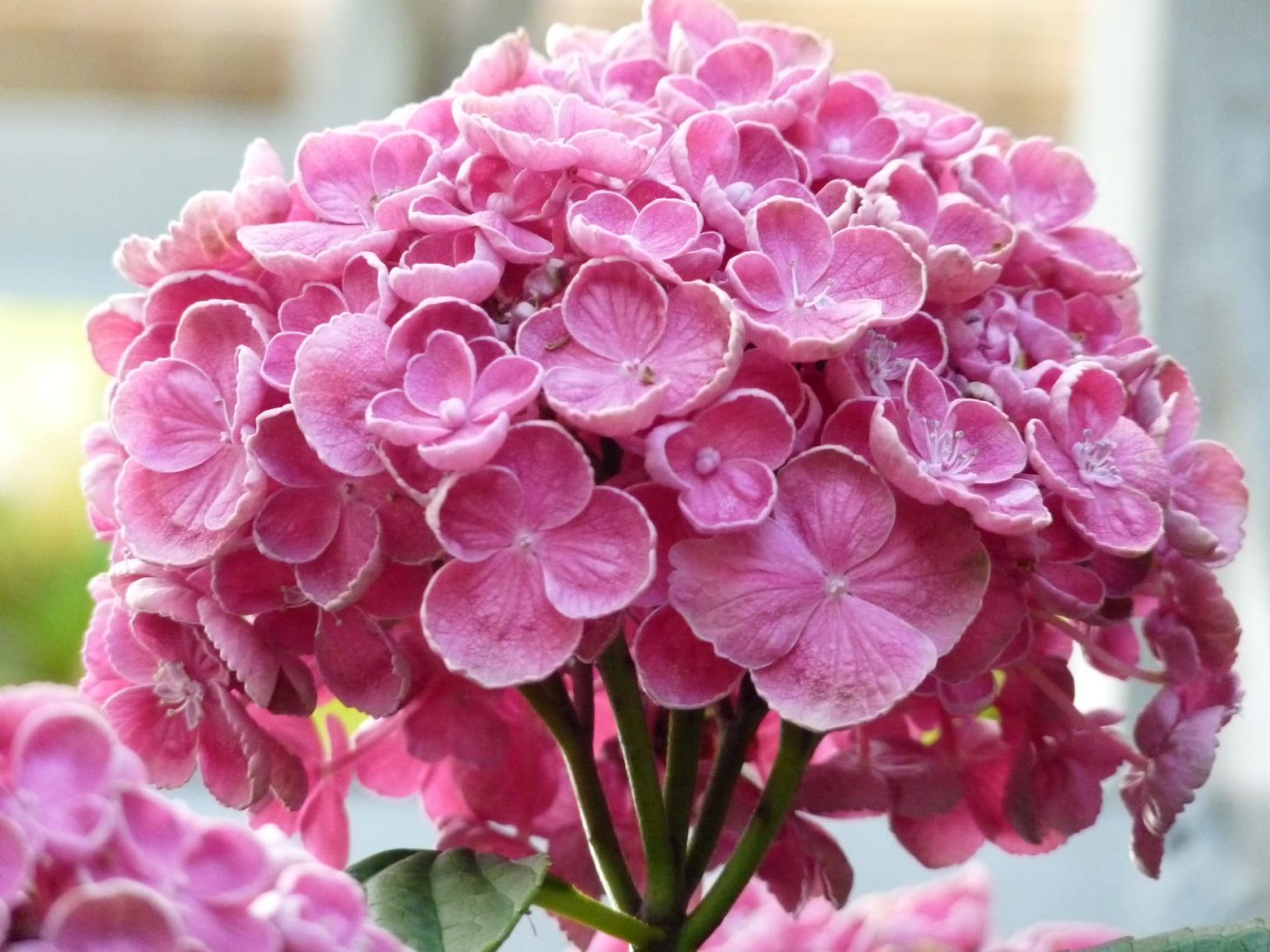 Hydrangea macrophylla 'Hop corn'