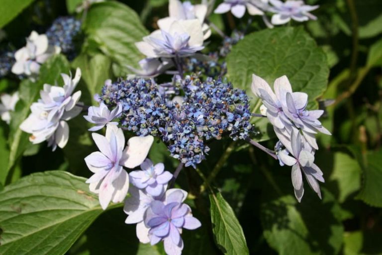 Cassiopée - Hydrangea macrophylla (Fleurs plates) - Hortensias du Haut-Bois