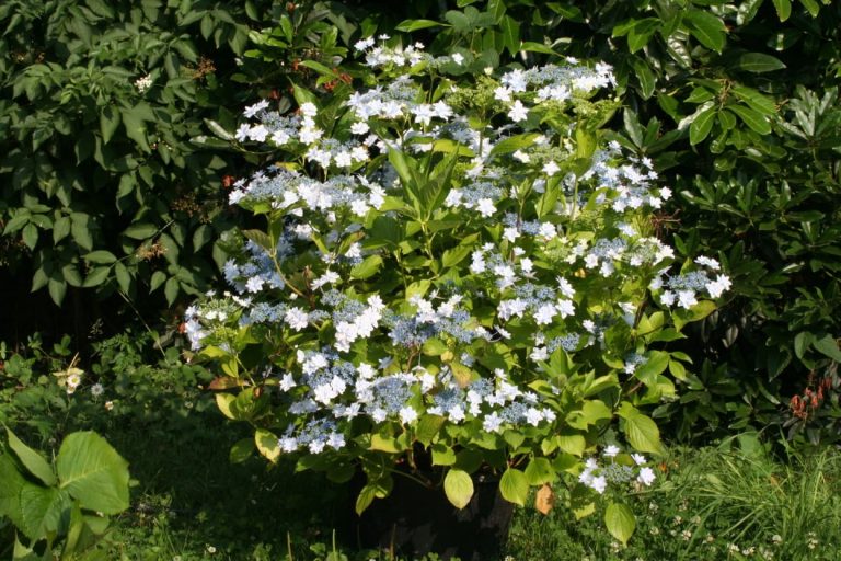 Hydrangea macrophylla 'Hanabi'
