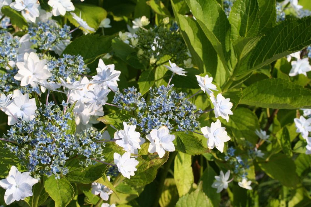 Hydrangea macrophylla 'Hanabi'