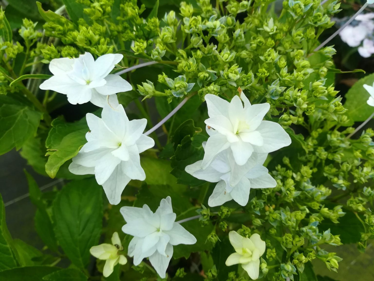 Hydrangea macrophylla 'Hanabi'