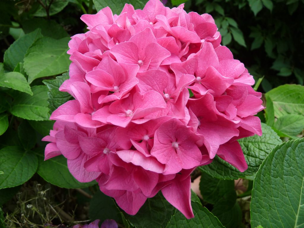 Hydrangea macrophylla 'Prince rouge'