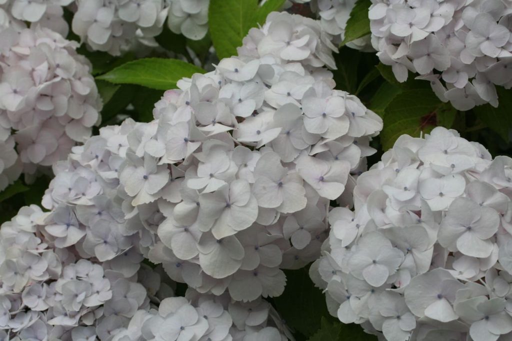 hydrangea macrophylla 'Rahic'
