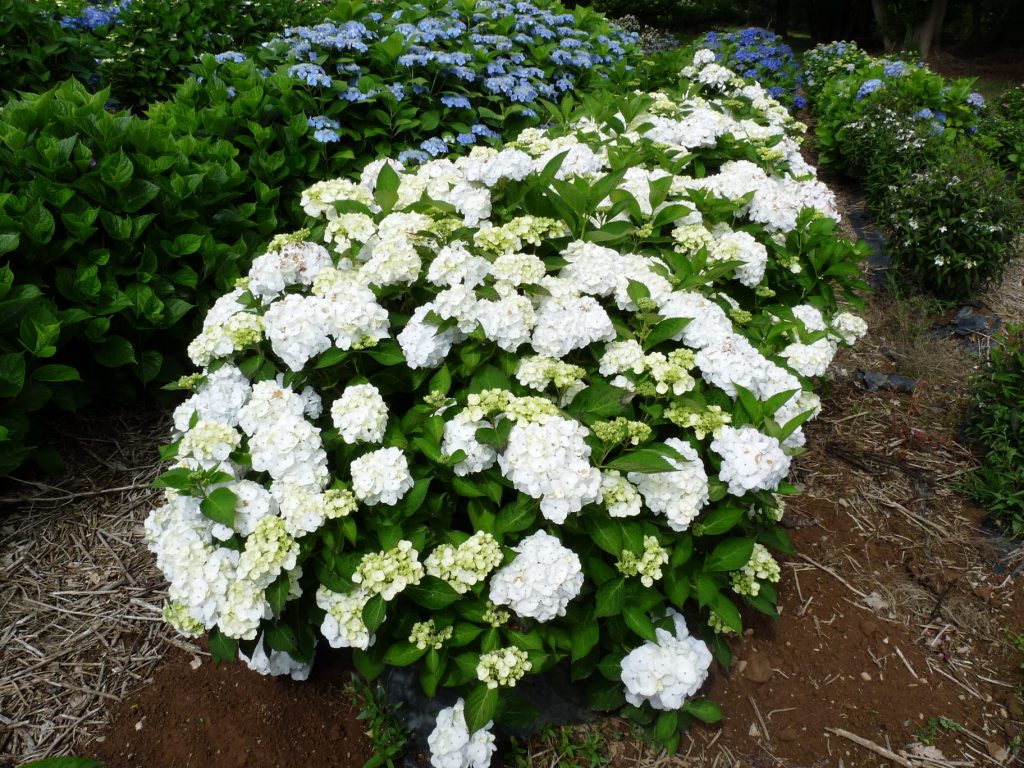 hydrangea macrophylla 'Rahic'