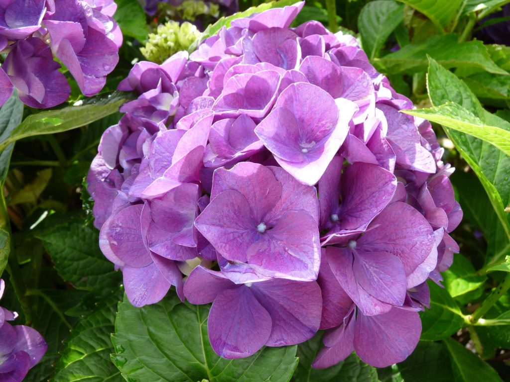 Hydrangea macrophylla 'Red baron'
