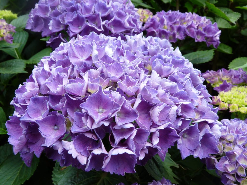 Hydrangea macrophylla 'Red baron'