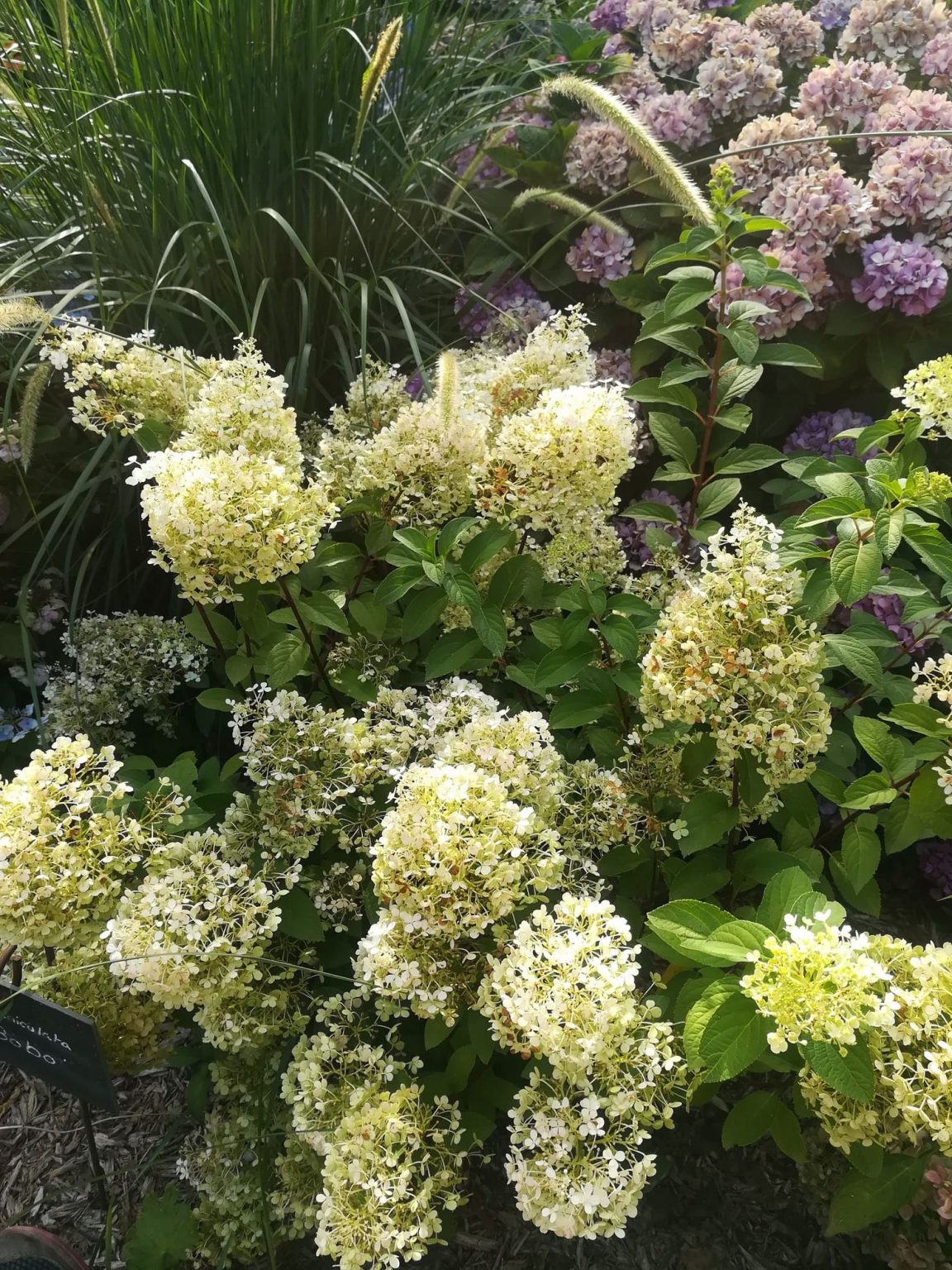 Hydrangea paniculata 'Bobo'