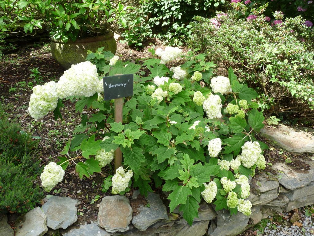 hydrangea quercifolia 'Harmony'