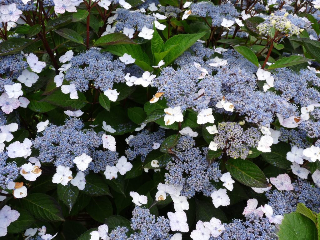 hydrangea serrata 'Belzonii'