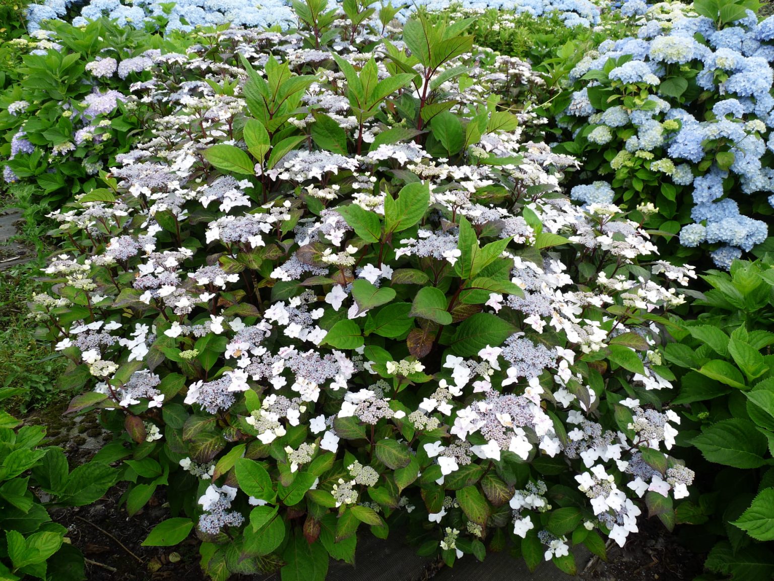 Hydrangea serrata 'Ramis pictis'