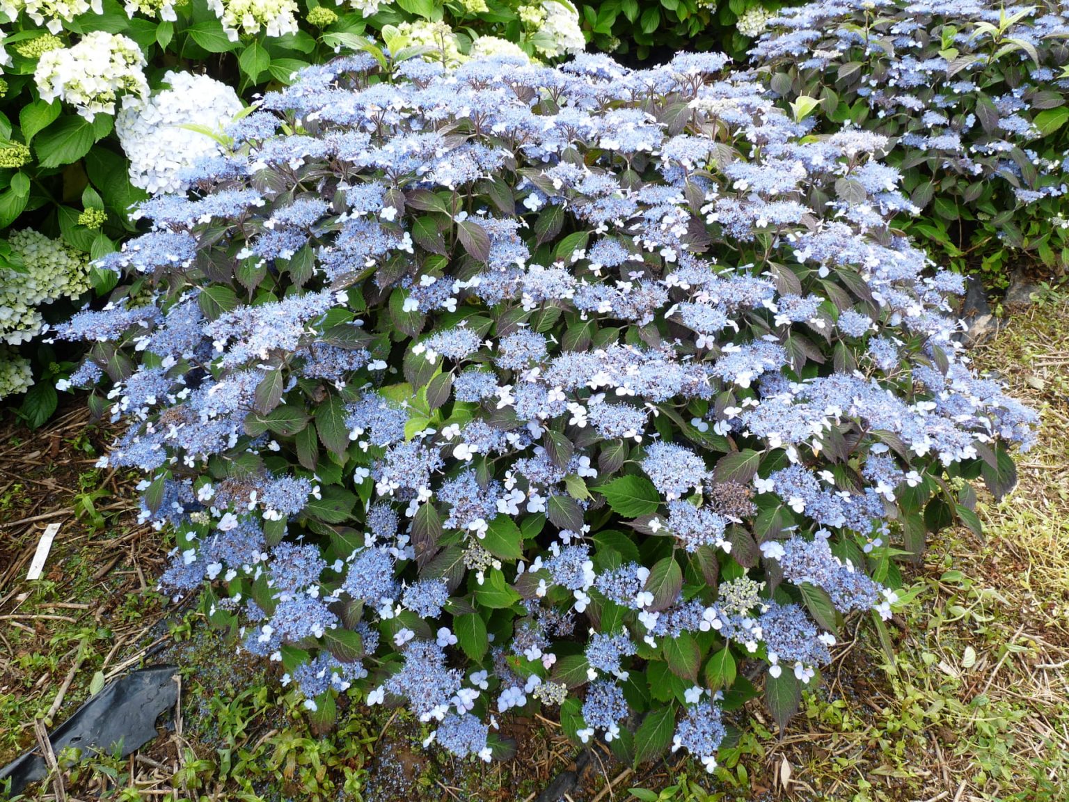 hydrangea serrata 'Woodlander'