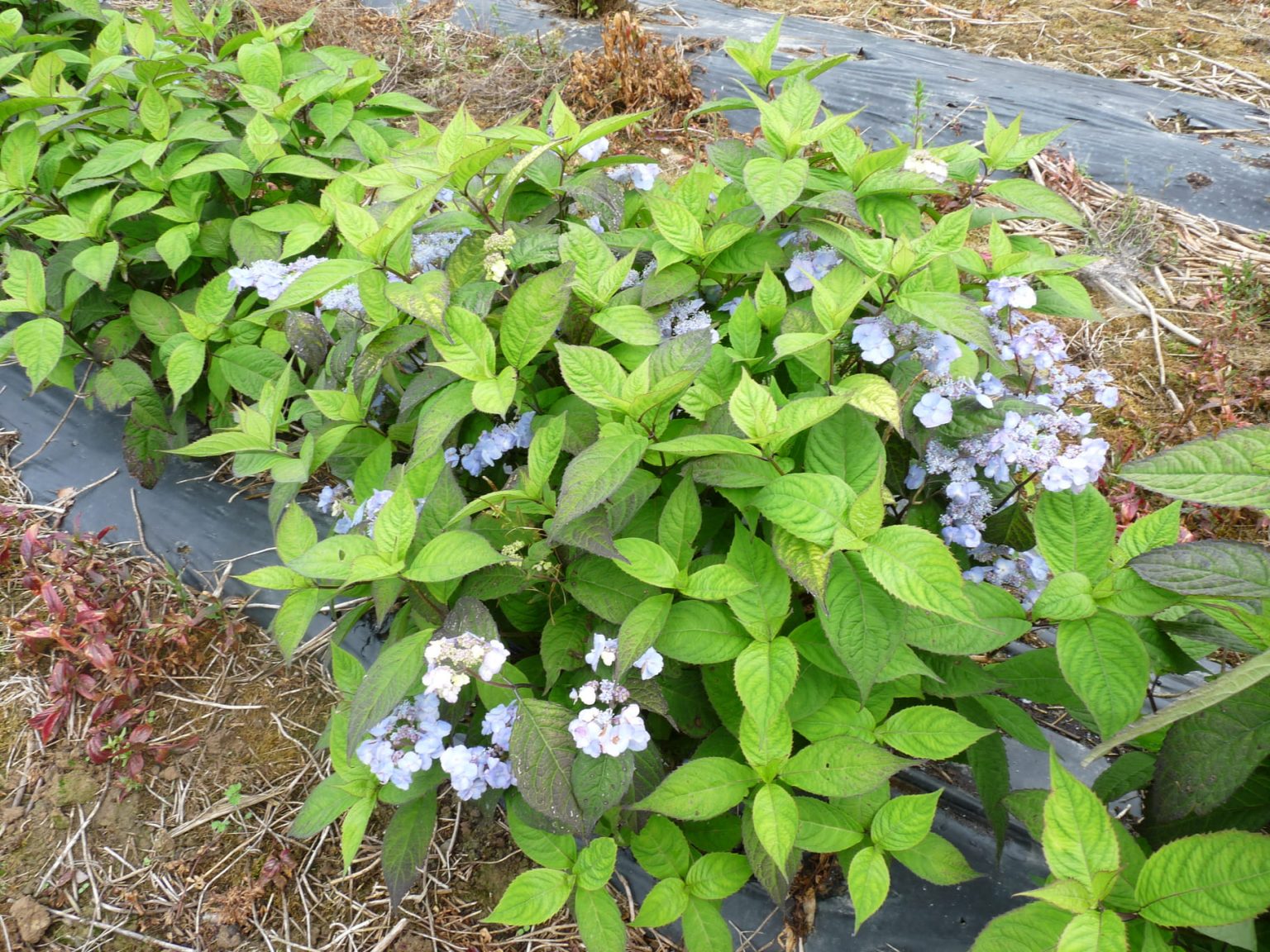 Yae no-amacha - Hydrangea serrata - Hortensias du Haut-Bois