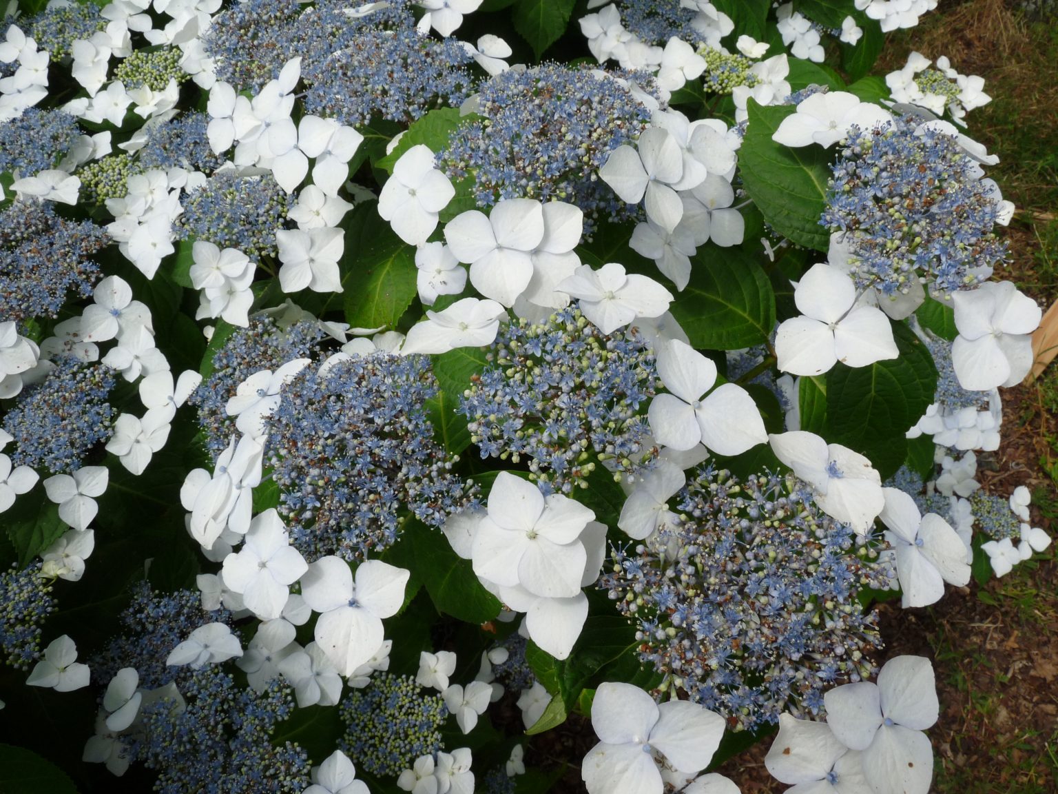 Hydrangea macrophylla 'White wave'