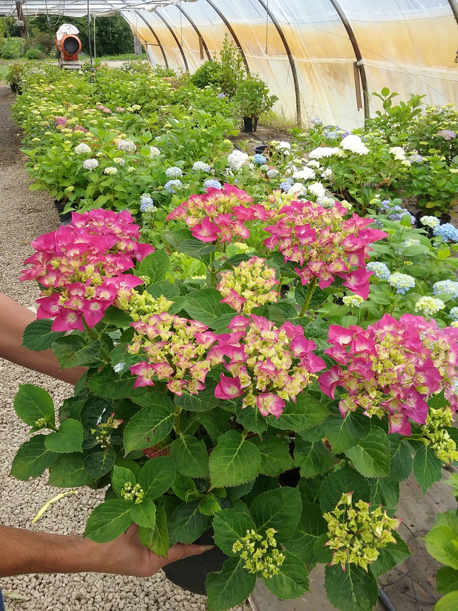 Hydrangea macrophylla 'Chaperon rouge'