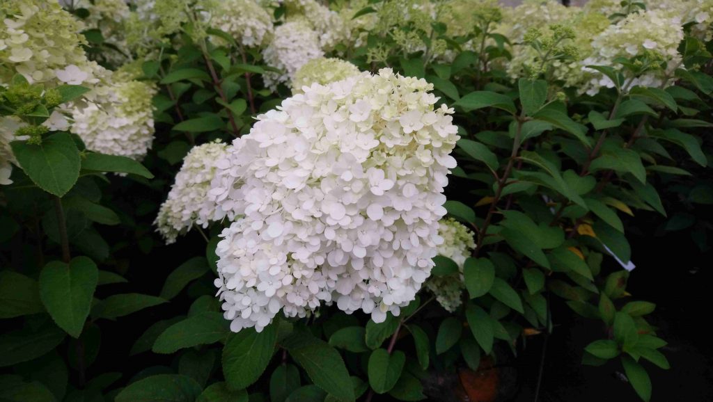 Hydrangea paniculata 'Bobo'